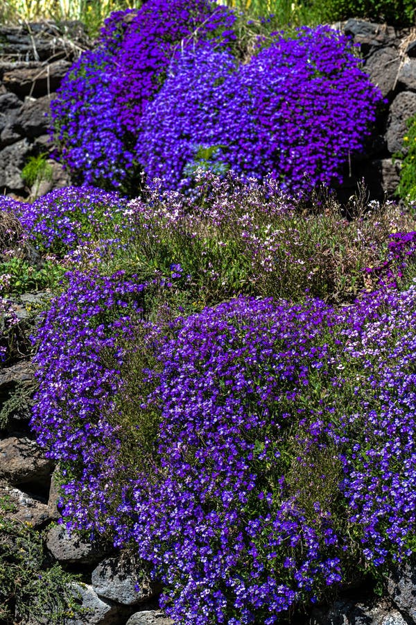 Blue and Purple Rock Cress stock image. Image of bright - 248673665