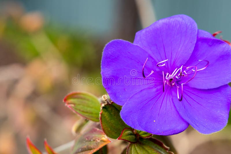 Blue and Purple Spring Flower Stock Image - Image of twisted, spring ...