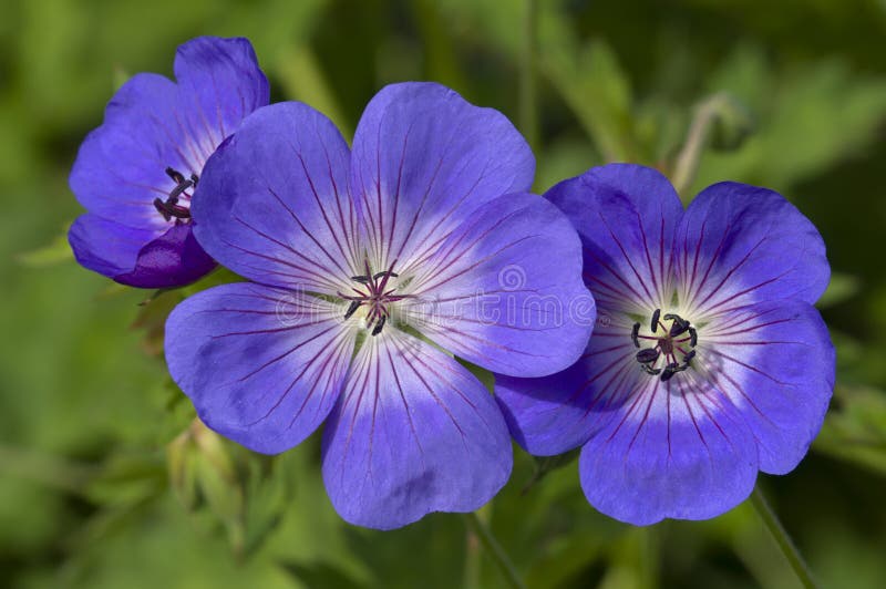 Blue and Purple Wild Geranium Stock Image - Image of green, floral ...