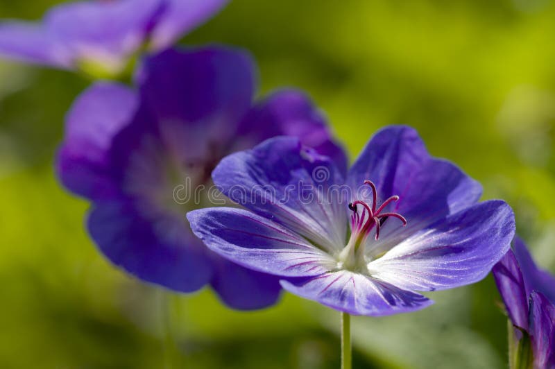 Blue and Purple Wild Geranium Stock Image - Image of spring, summer ...