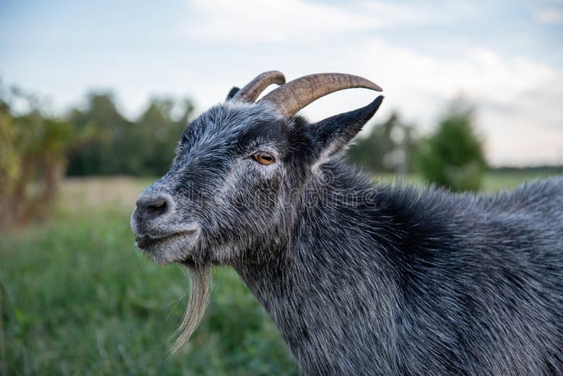 Blue pygmy goat stock image. Image of farm, animal, living - 265182767