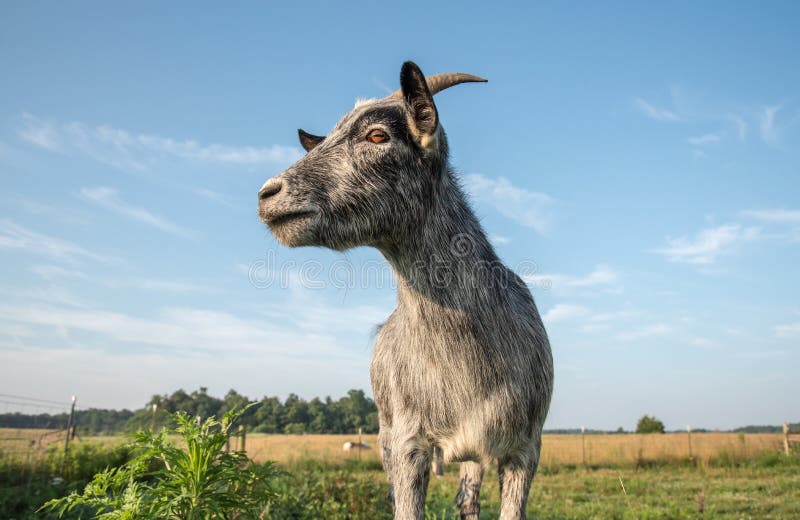 Blue pygmy goat stock photo. Image of watching, hardy - 123523340
