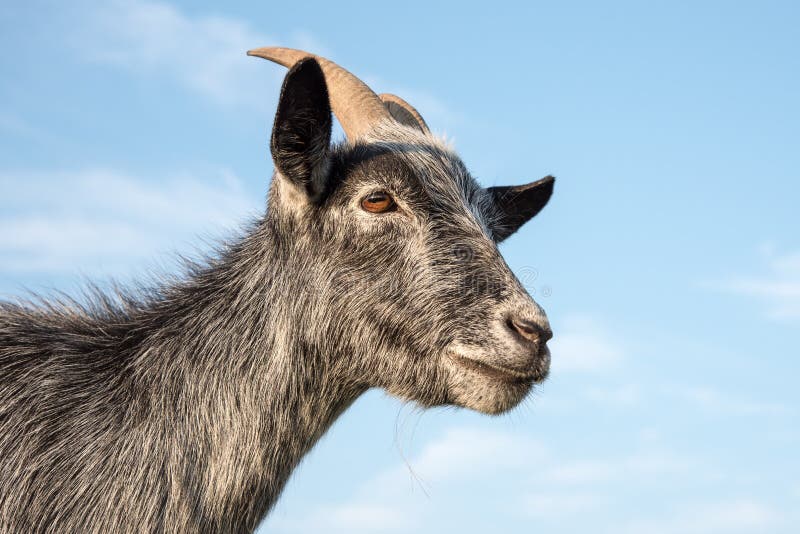 Blue pygmy goat stock image. Image of african, animal - 123523343