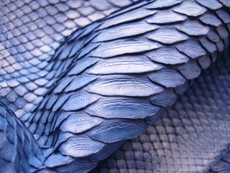 1,088 Blue Python Skin Stock Photos - Free & Royalty-Free Stock Photos ...