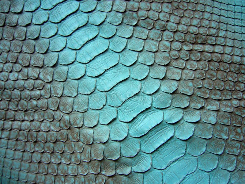 Blue python skin snake. stock image. Image of fashion - 206325407