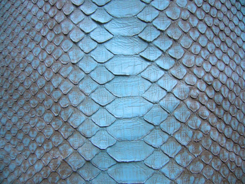 1,088 Blue Python Skin Stock Photos - Free & Royalty-Free Stock Photos ...