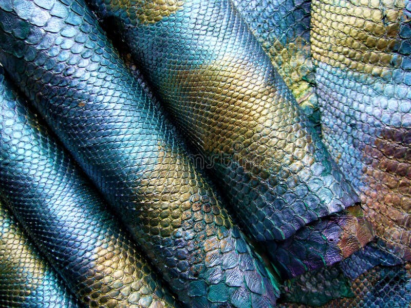 Blue python skin, snakes. stock photo. Image of design - 273857044