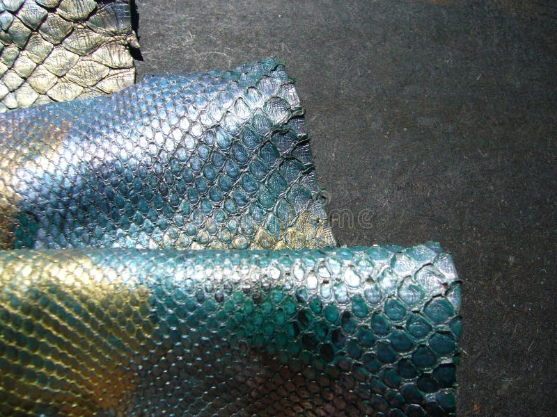 1,088 Blue Python Skin Stock Photos - Free & Royalty-Free Stock Photos ...