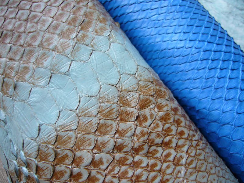 1,088 Blue Python Skin Stock Photos - Free & Royalty-Free Stock Photos ...