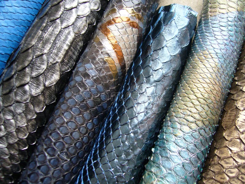 Blue python skin snake. stock image. Image of fashion - 206325415