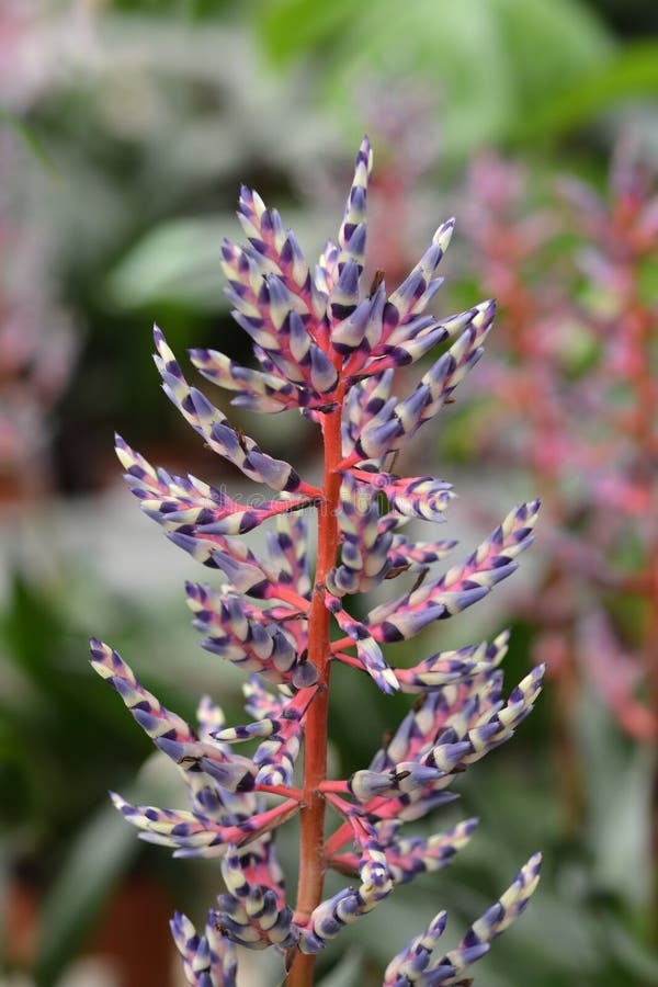 Blue Rain Bromeliad stock photo. Image of white, green - 160029982