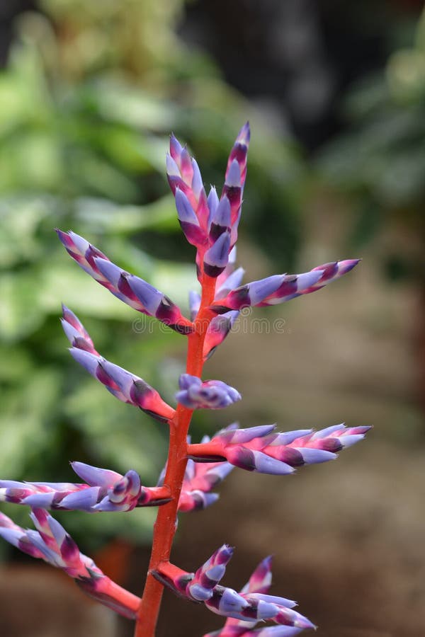 Blue Rain Bromeliad stock photo. Image of botany, bromeliad - 160375246