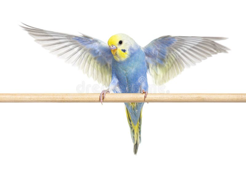Blue Rainbow Budgerigar Bird Flying Wings Spread Facing at the C Stock ...
