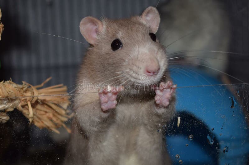 Blue rat stock image. Image of blue, animal, cute - 114079777