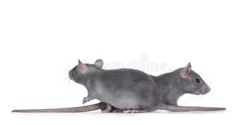1,783 Rats Isolated Stock Photos - Free & Royalty-Free Stock Photos ...