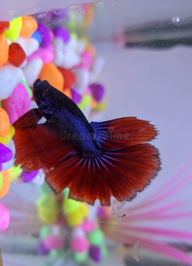 Blue Red Betta Fish in the Aquarium Stock Image - Image of plant, petal ...