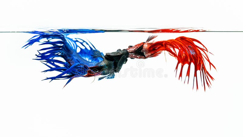 Blue and Red Betta Fish, Fighting Fish Isolated on White Background ...