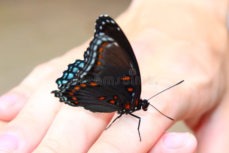 Blue and Red Butterfly stock photo. Image of monarch - 32057616