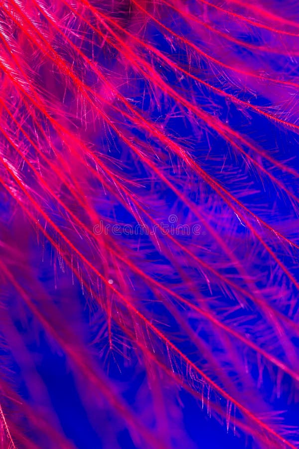 Blue and Red Feather As an Abstract Background Stock Image - Image of ...