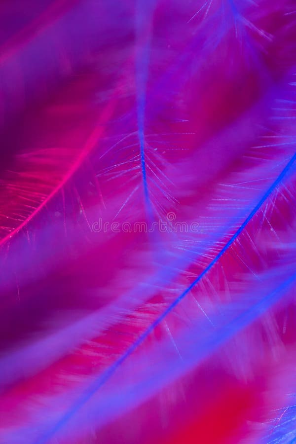 Blue and Red Feather As an Abstract Background Stock Photo - Image of ...