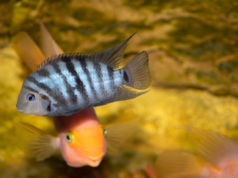 Blue and red fish stock photo. Image of underwater, blue - 251906698