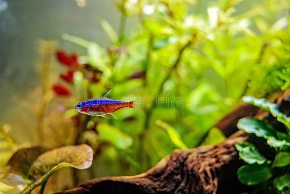 Blue red fish in fish tank stock image. Image of cute - 248638777