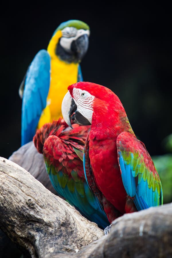Blue-and-red macaw stock photo. Image of southern, large - 33552770