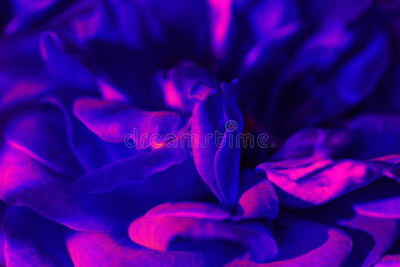 Blue Red Rose Close Up. Multi-colored Rose Stock Photo - Image of ...