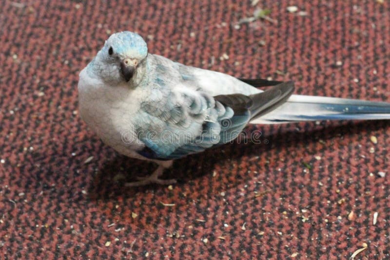 Blue Red Rump Parakeet. stock photo. Image of alone - 137476392