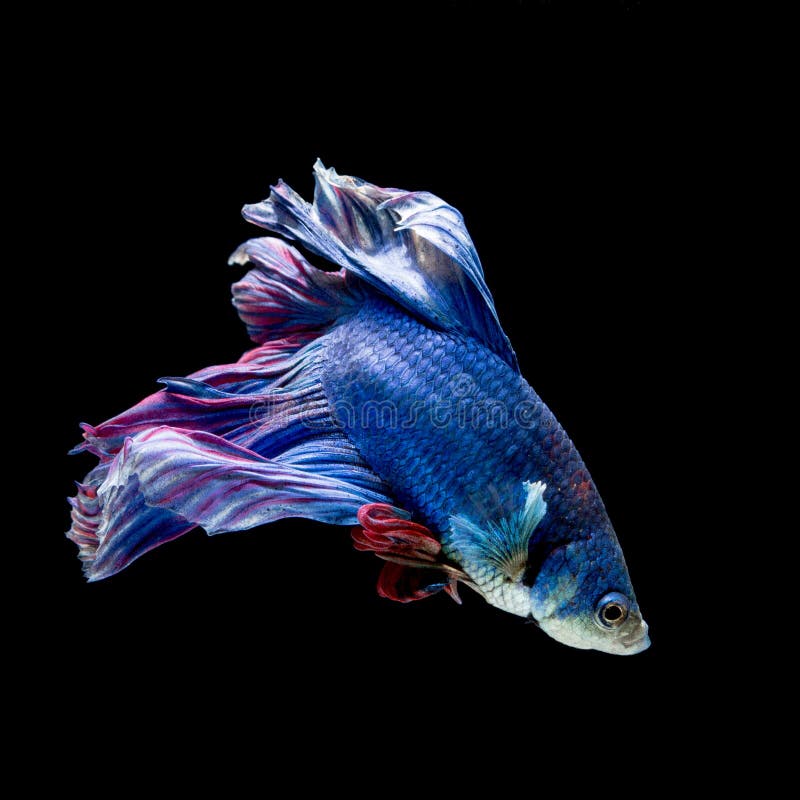 Blue and Red Siamese Fighting Fish, Betta Fish Isolated on Black Stock ...