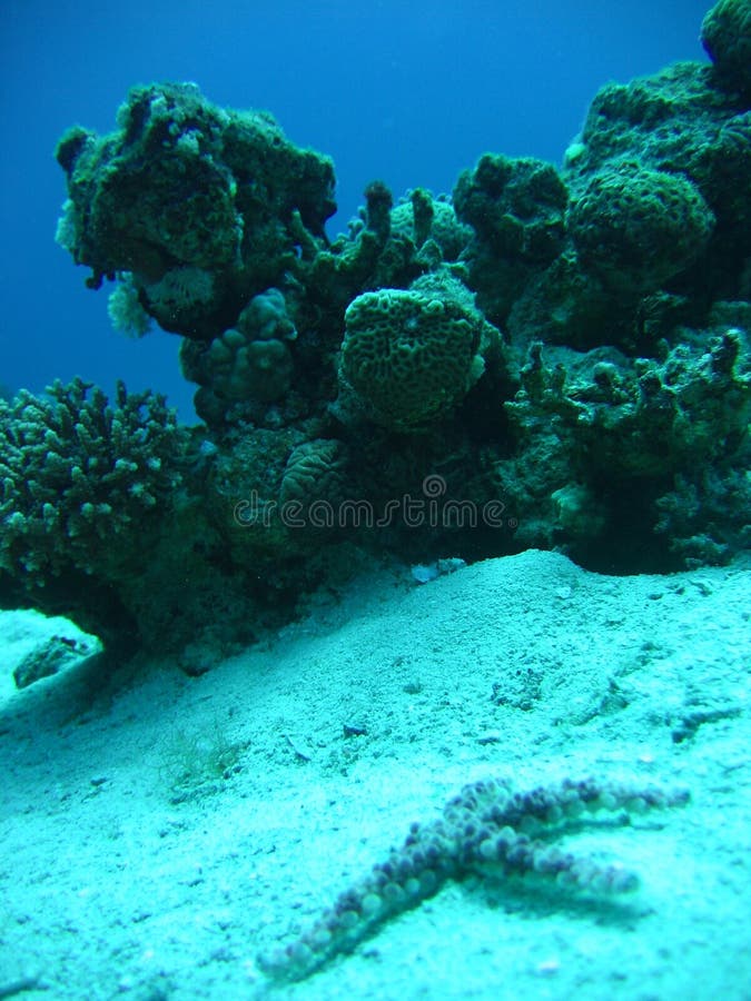 Blue reef stock image. Image of preserve, velundkvz, corals - 1326747