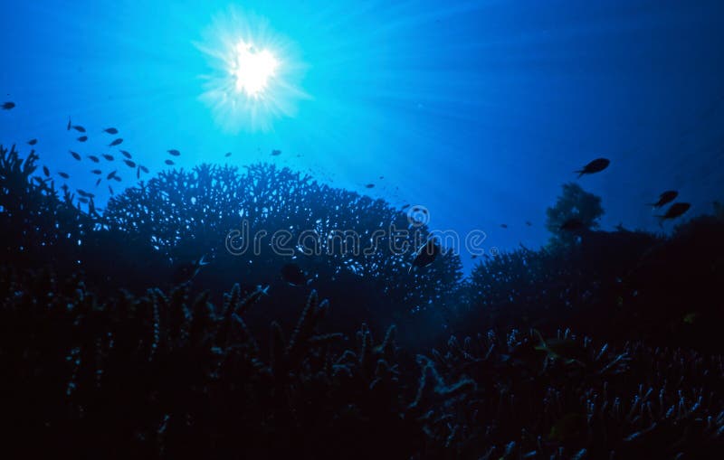 Blue reef stock photo. Image of natural, exotic, aquatic - 8549054