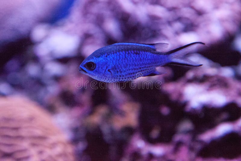 Blue Reef Chromis Damselfish Chromis Cyaneus Stock Image - Image of ...