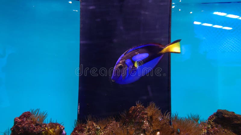 Blue Reef Surgeon Fish Aquarium Stock Image - Image of surgeon, fish ...