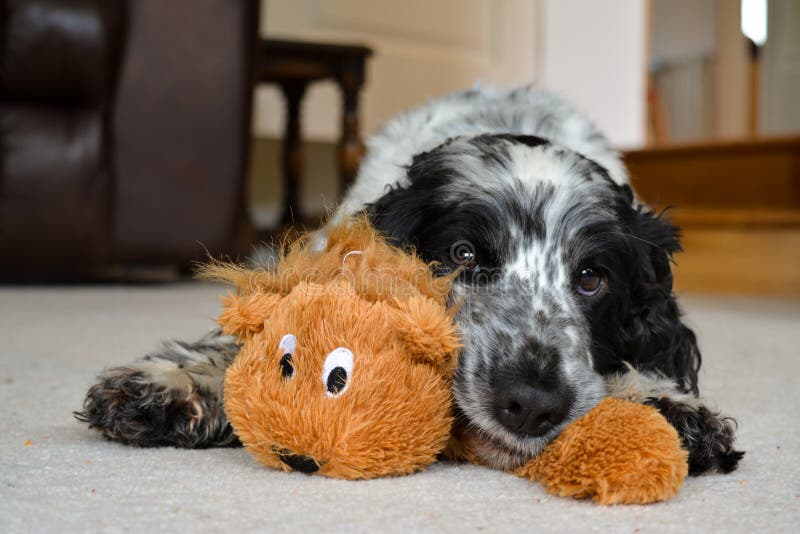 Blue Rhone Cocker Spaniel with Toy Stock Photo - Image of bluerhone ...