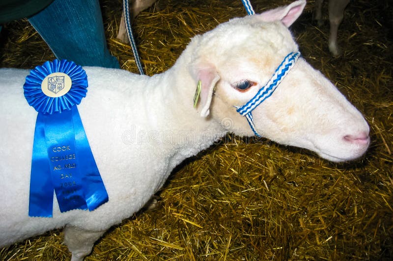 Prize Winning Sheep at Agricultural Show Stock Image - Image of ...