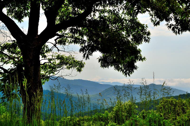 Blue Ridge Mountain Scene -Foreground Tree Stock Image - Image of ...