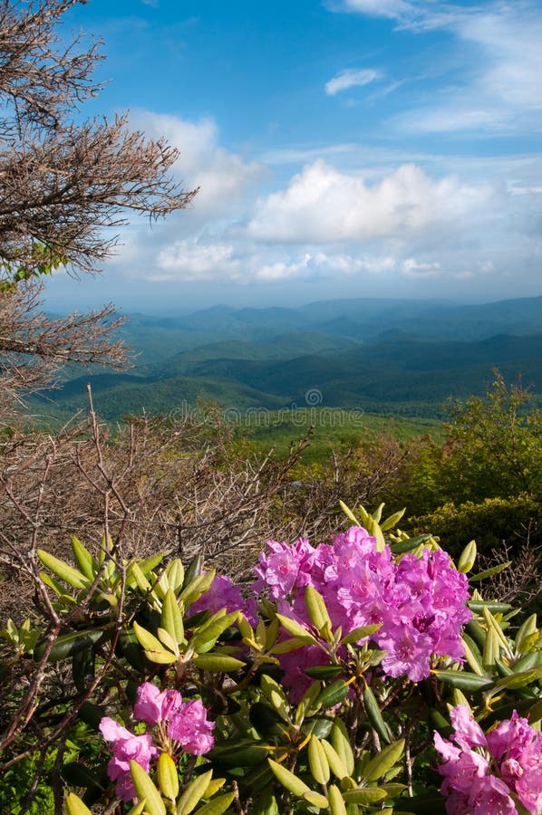 Blue Ridge Appalachian Mountains Spring Flowers Stock Photo - Image of ...