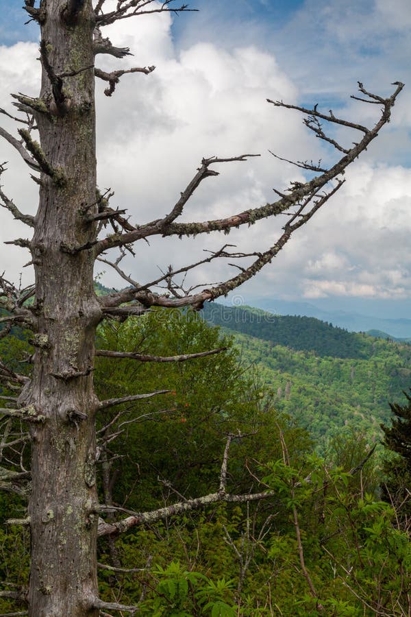Dead Tree on the Blue Ridge Parkway Stock Photo - Image of beauty ...