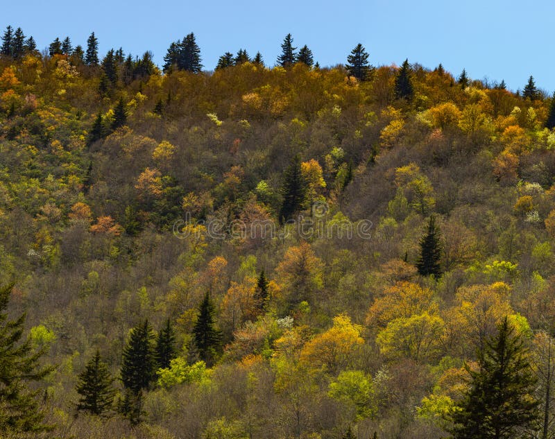 Blue Ridge Parkway in Spring Stock Photo - Image of buds, seasons ...