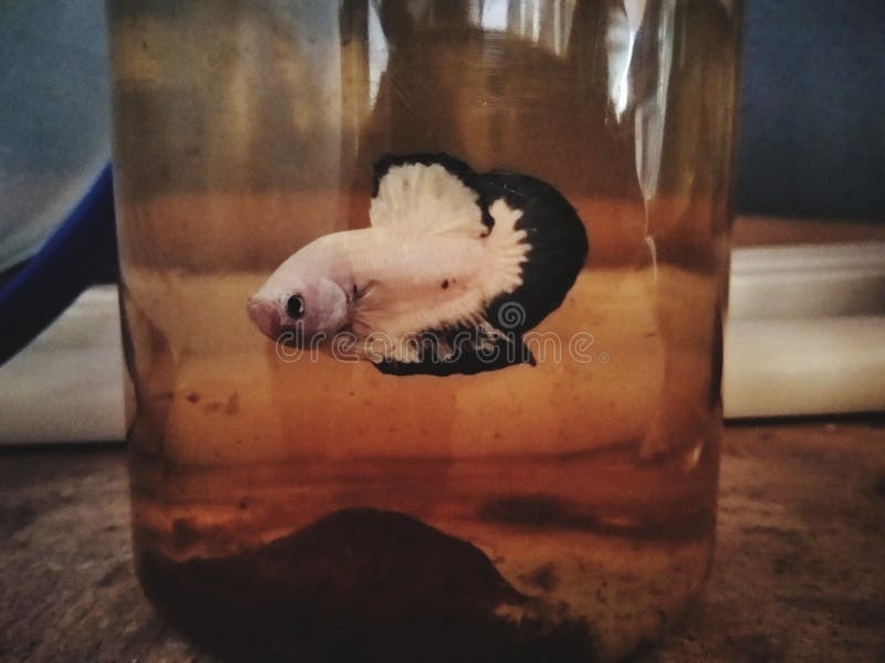 Blue rim betta fish stock image. Image of black, fish - 227032863