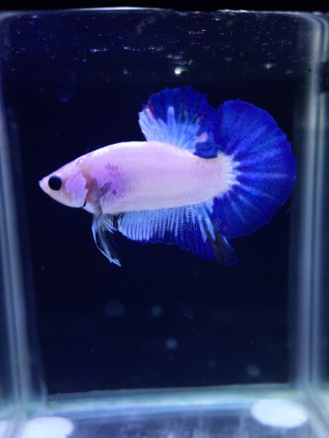 Blue Rim Betta Fish stock image. Image of aquarium, purple - 229561339