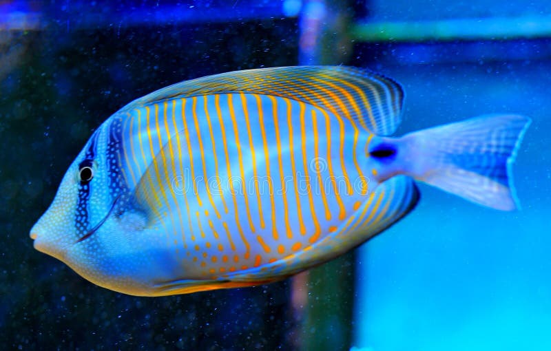 Blue Ring Angelfish stock image. Image of regal, pool - 17822555