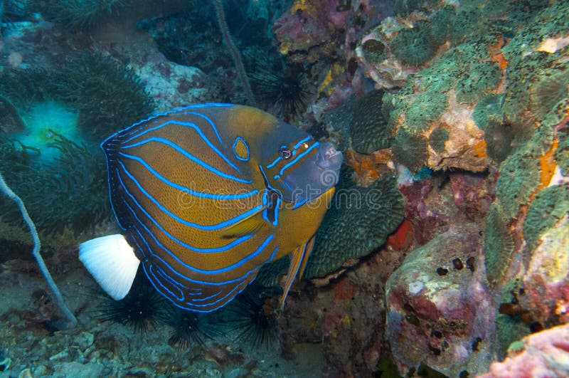 Blue Ring Angelfish (Pomacanthus Annularis) Stock Photo - Image of ...