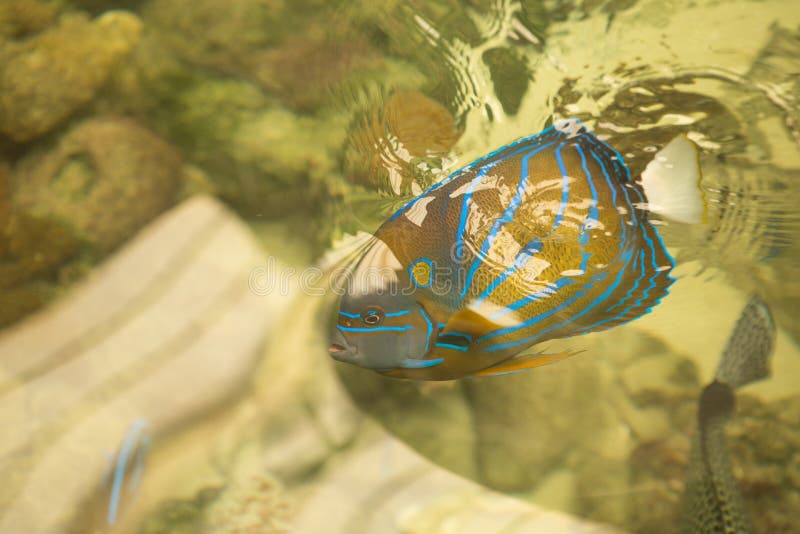 Blue Ring Angelfish Marine Fish.Pomacanthus Annularis .Blue Ring Stock ...