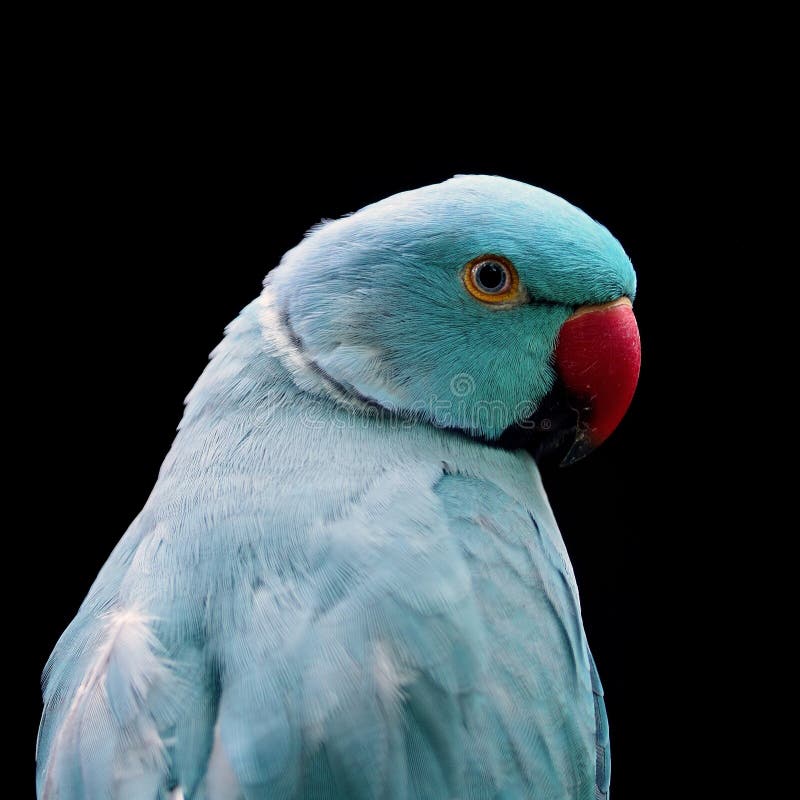 Blue parakeet stock image. Image of pose, african, beautiful - 26875769