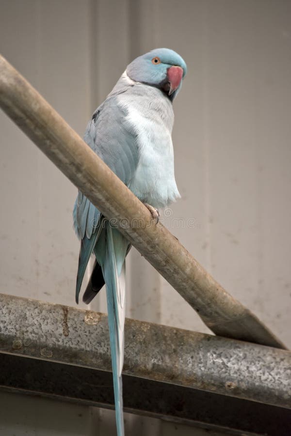 143 Blue Ring Neck Parrot Stock Photos - Free & Royalty-Free Stock ...