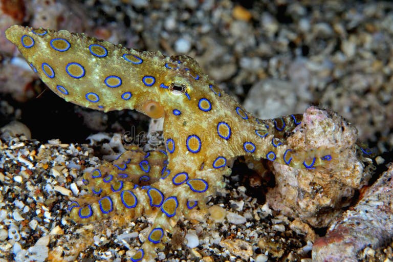 137 Blue Ring Octopus Eggs Stock Photos - Free & Royalty-Free Stock ...