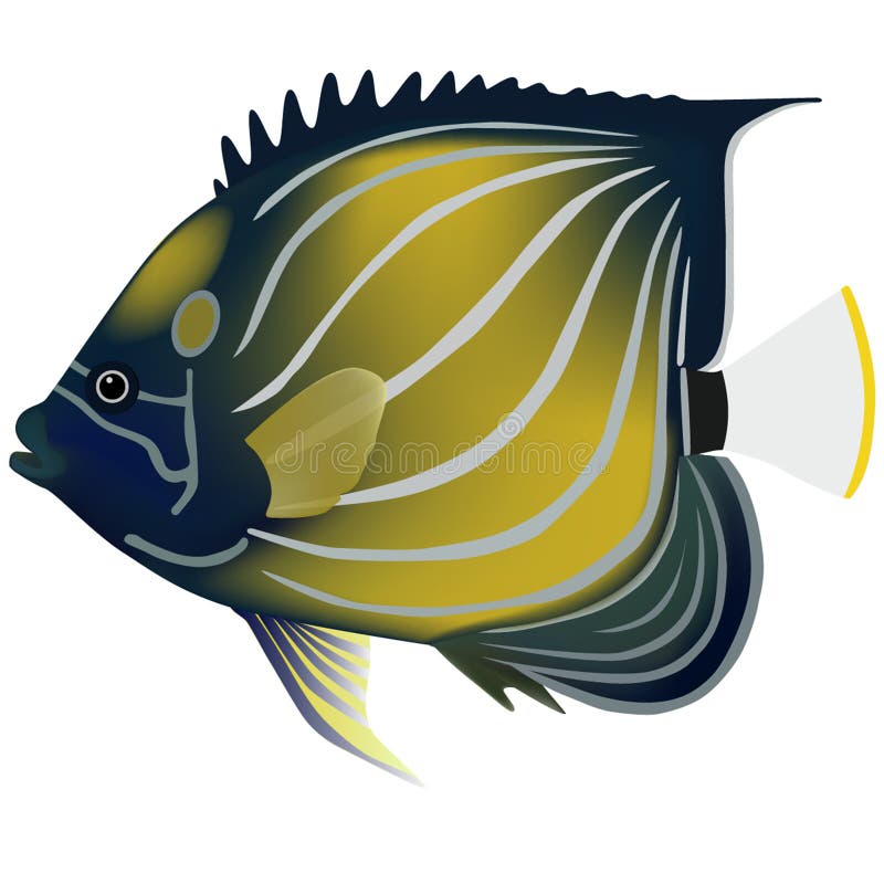Angelfish Stock Illustrations – 4,071 Angelfish Stock Illustrations ...
