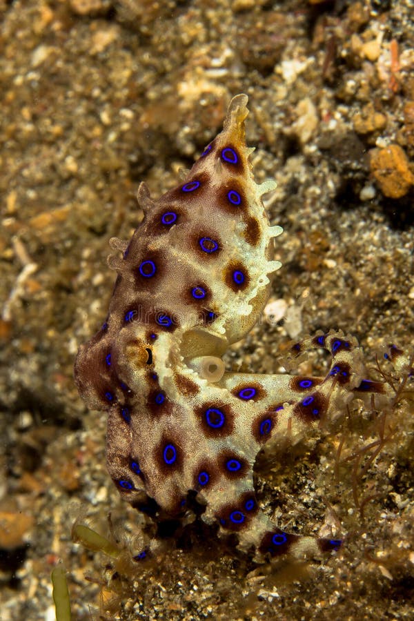 Blue ringed octopus stock photo. Image of ocean, critter - 34813792